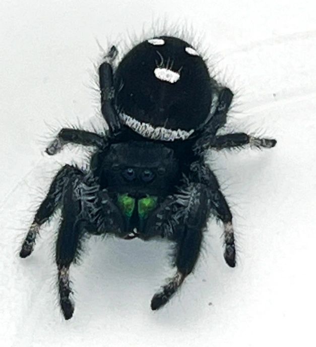 Regal Jumping Spiders